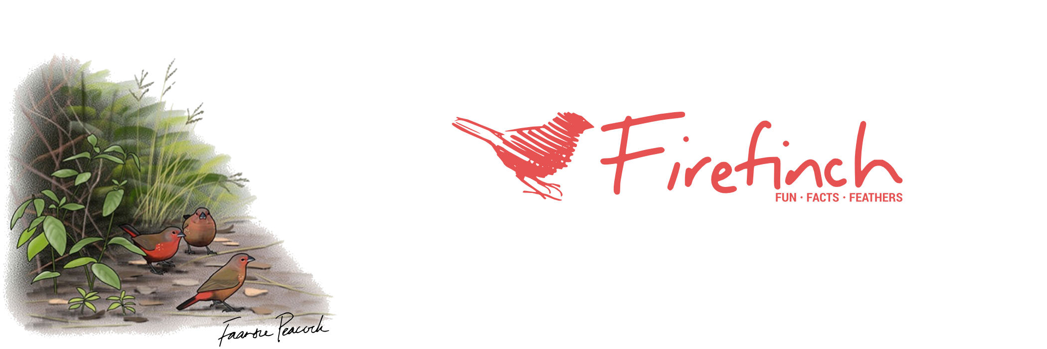FireFinch Store – FIREFINCH